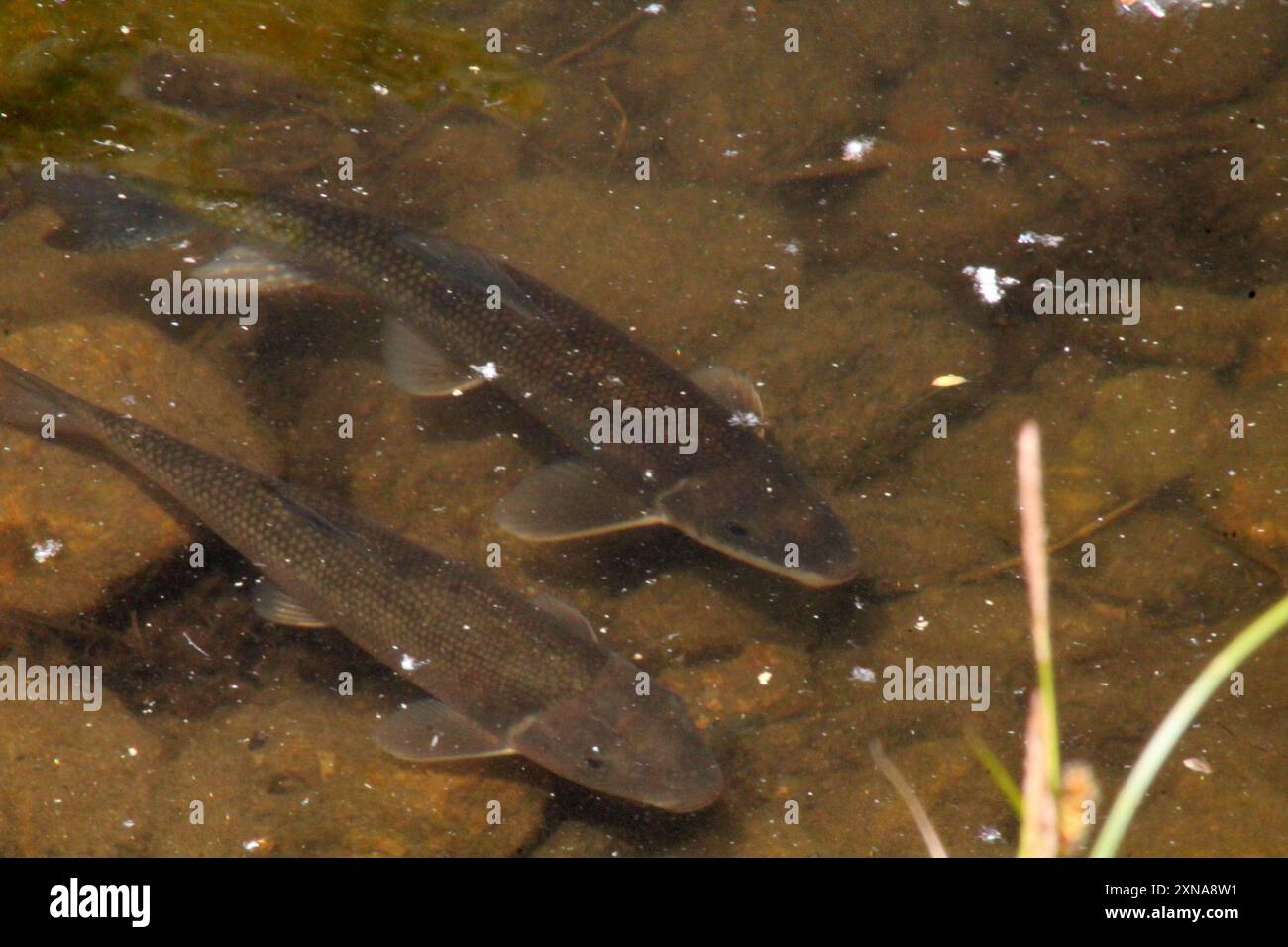 White Sucker (Catostomus commersonii) Actinopterygii Stock Photo - Alamy