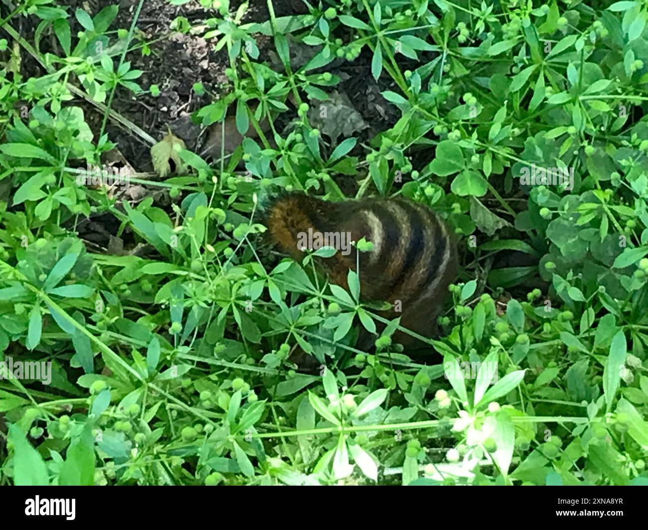 Sonoma Chipmunk (Neotamias sonomae) Mammalia Stock Photo - Alamy