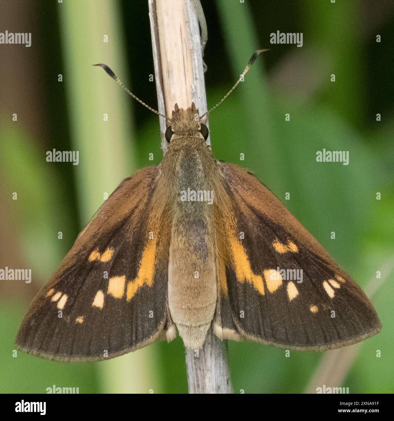 Poanes viator hi-res stock photography and images - Alamy