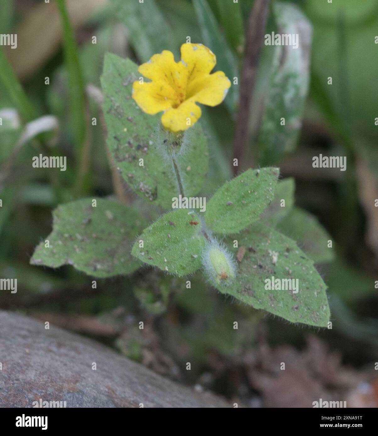 musk monkeyflower (Erythranthe moschata) Plantae Stock Photo - Alamy