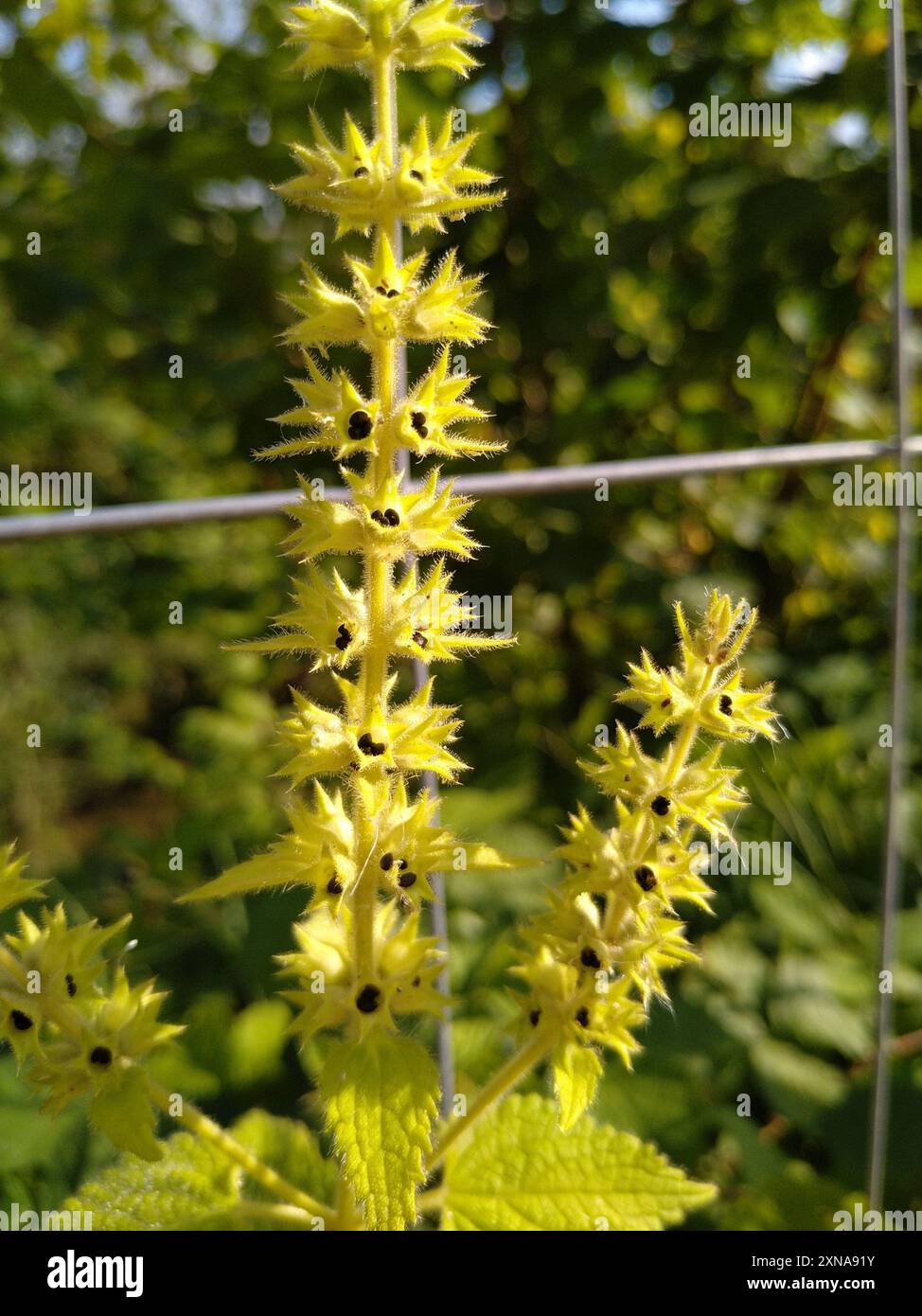 mint family (Lamiaceae) Plantae Stock Photo - Alamy