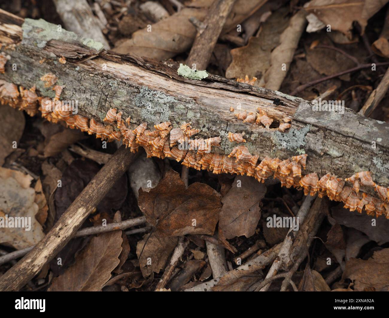 Stereum complicatum hi-res stock photography and images - Alamy