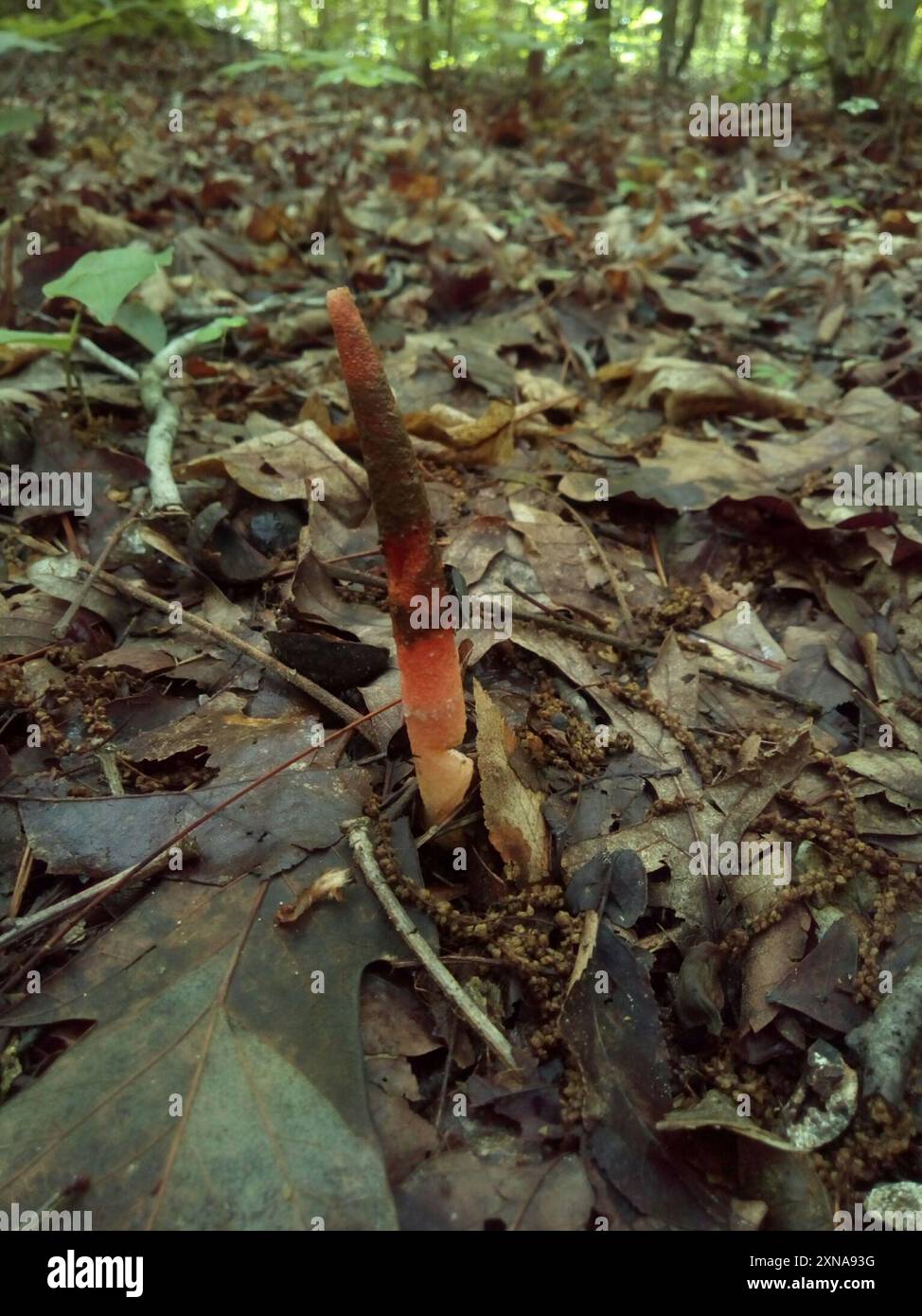 devil's dipstick (Mutinus elegans) Fungi Stock Photo - Alamy