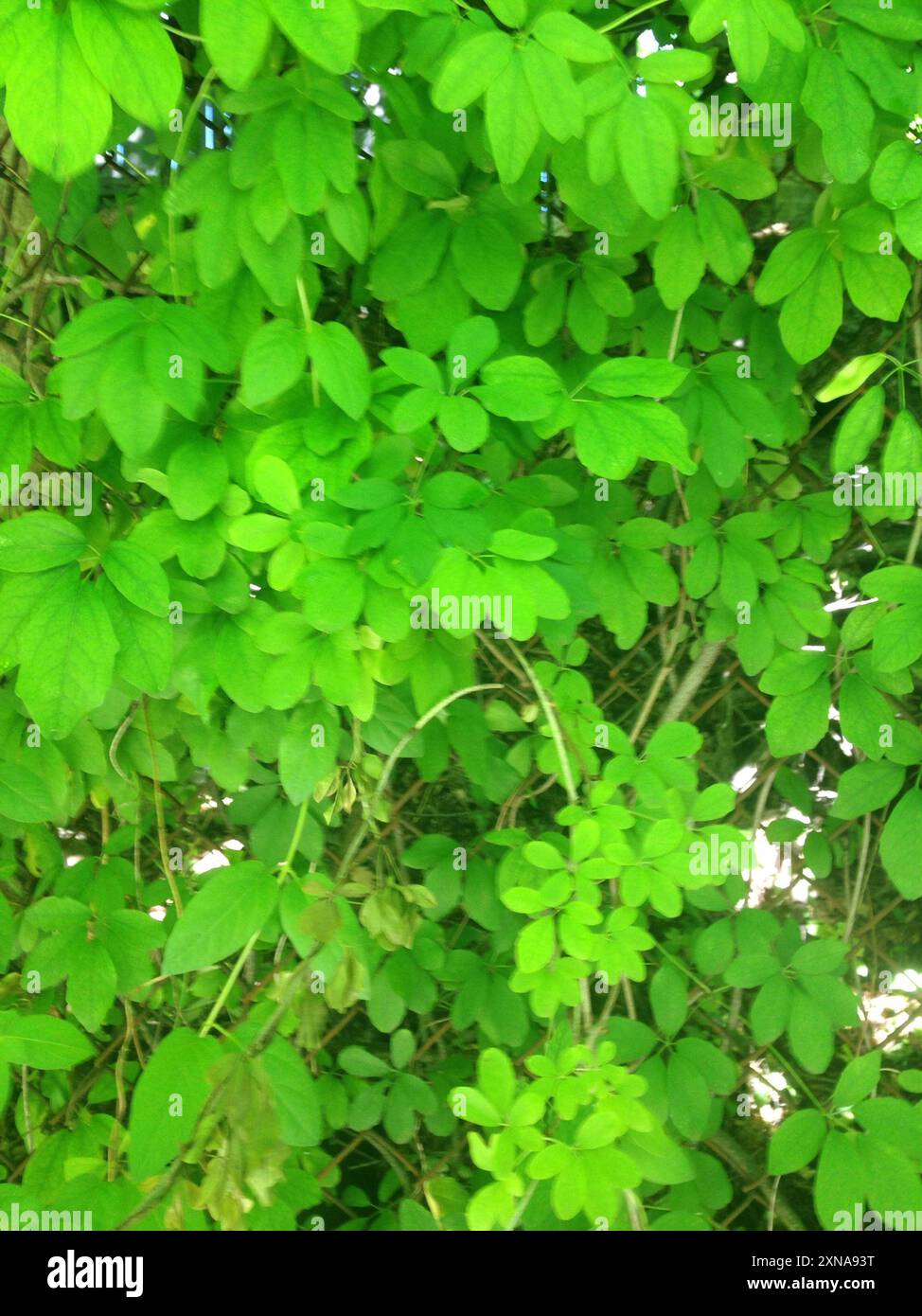 Five-leaf akebia (Akebia quinata) Plantae Stock Photo - Alamy