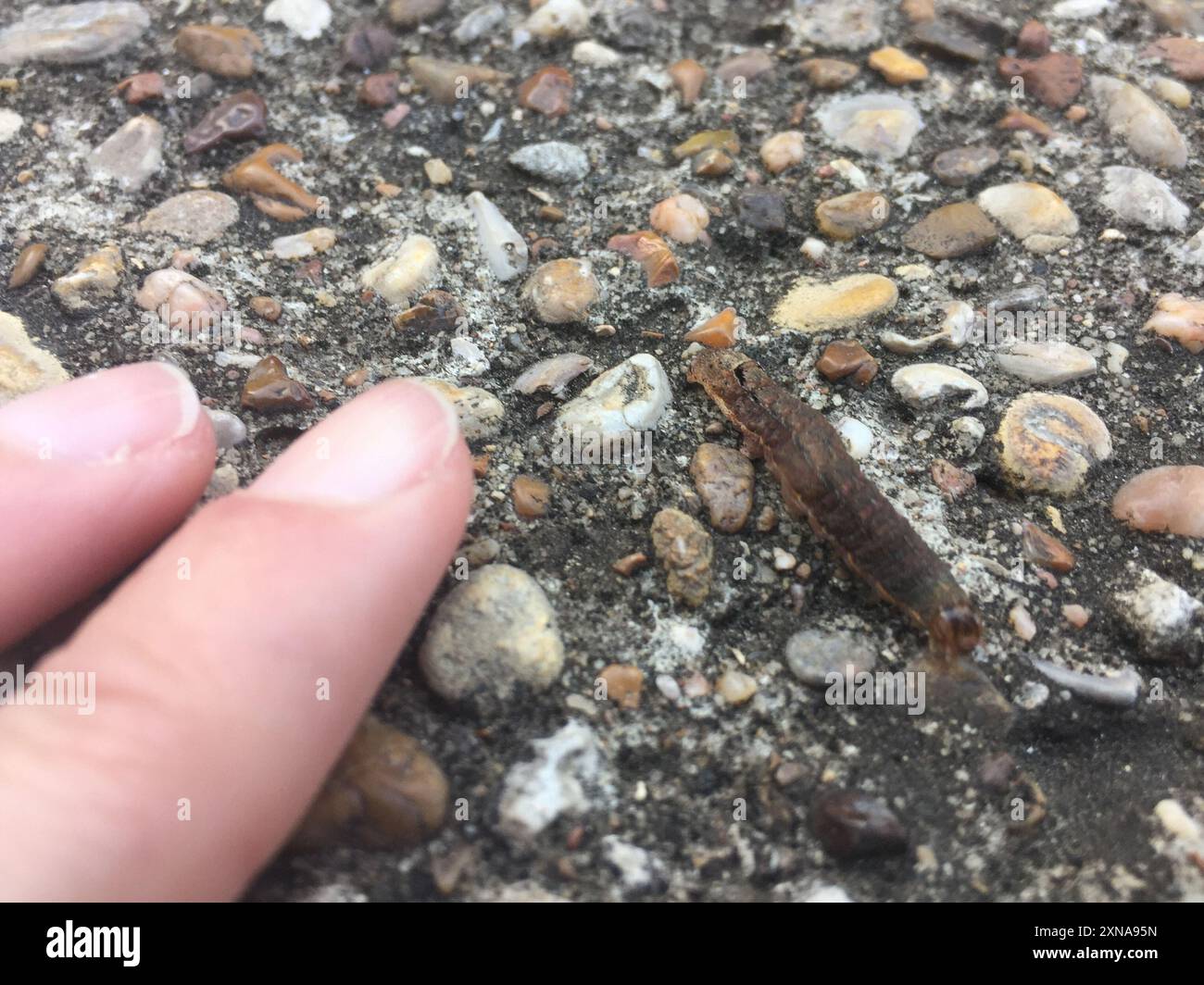 Cutworms and Dart Moths (Noctuinae) Insecta Stock Photo - Alamy