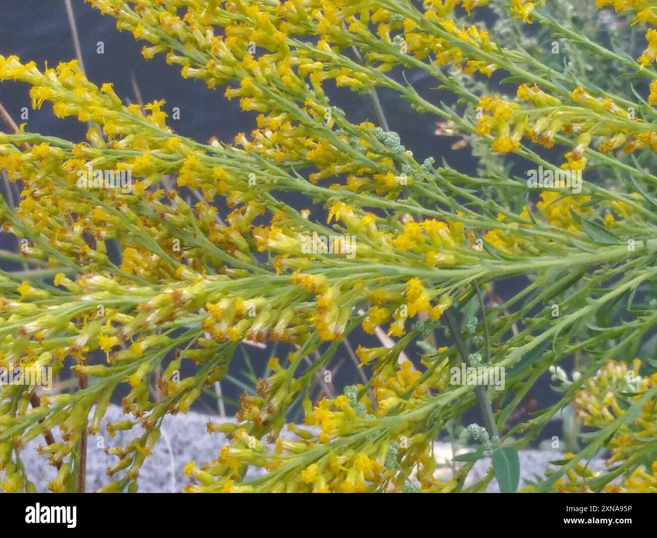 northern seaside goldenrod (Solidago sempervirens) Plantae Stock Photo ...