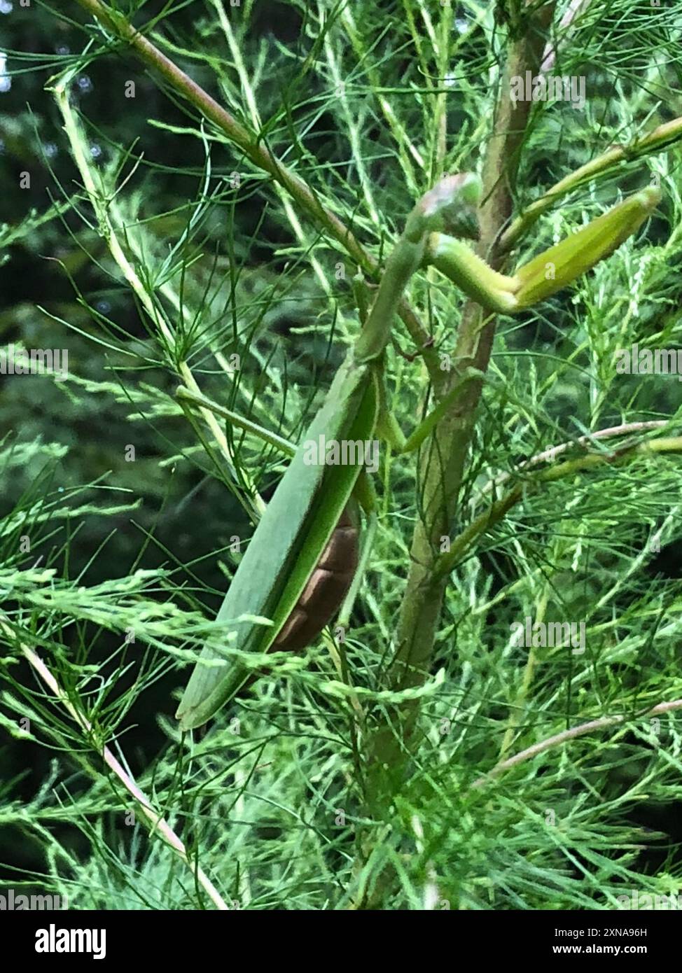 Chinese Mantis (Tenodera sinensis) Insecta Stock Photo - Alamy