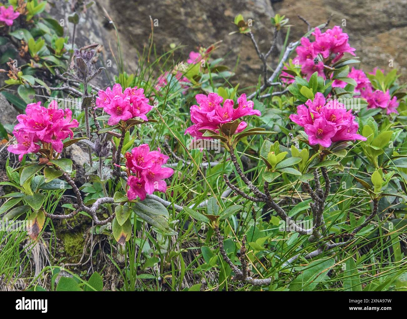 Rusty-leaved Alpenrose (Rhododendron ferrugineum) Plantae Stock Photo ...