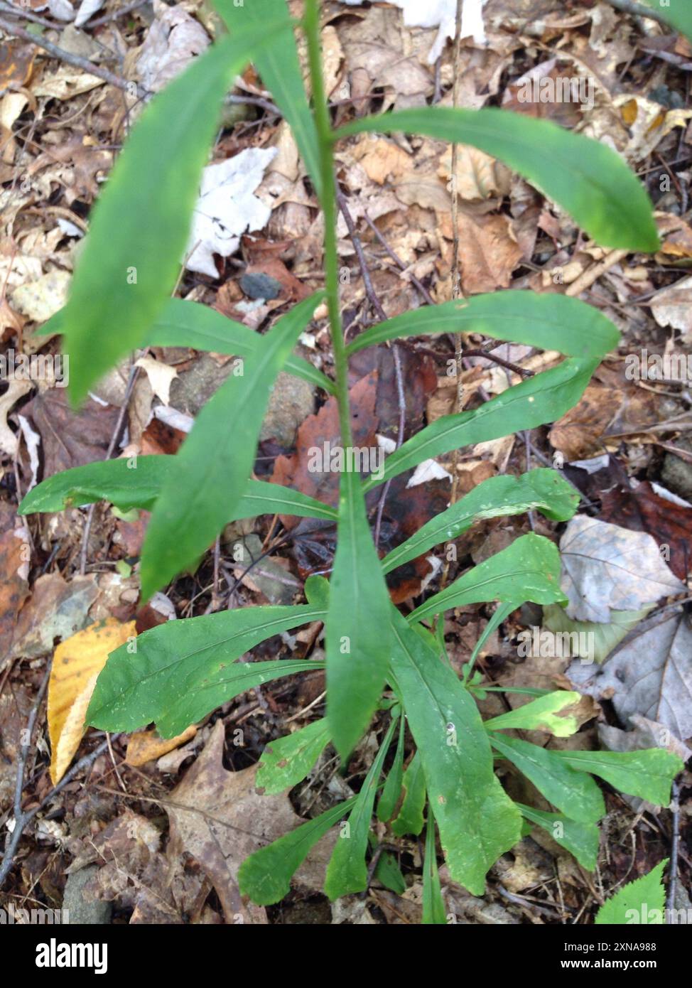 Downy Goldenrod (Solidago puberula) Plantae Stock Photo - Alamy