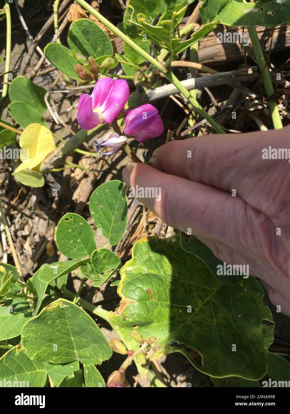 Beach Bean (Canavalia rosea) Plantae Stock Photo - Alamy