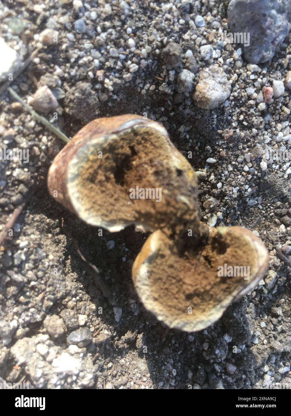 Yellow False Truffle (Rhizopogon luteolus) Fungi Stock Photo - Alamy