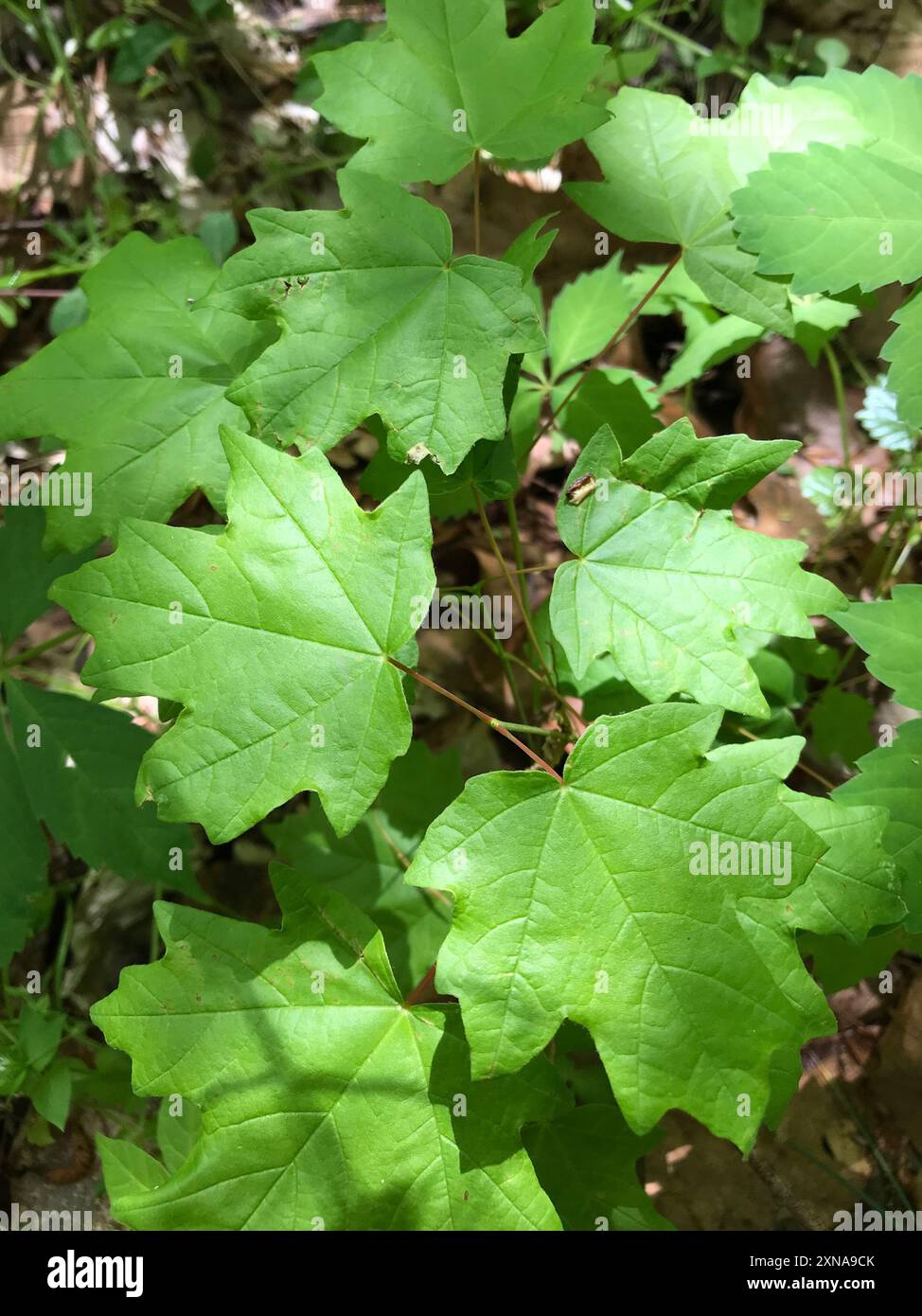 southern sugar maple (Acer floridanum) Plantae Stock Photo - Alamy
