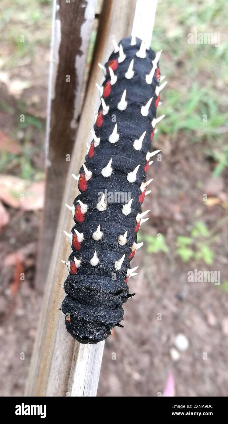 Cabbage Tree Emperor (Bunaea alcinoe) Insecta Stock Photo - Alamy