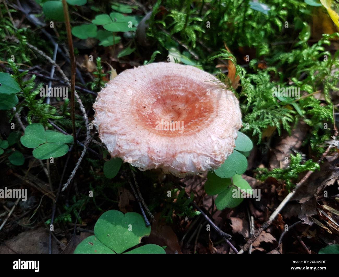 Woolly Milkcap (Lactarius torminosus) Fungi Stock Photo - Alamy