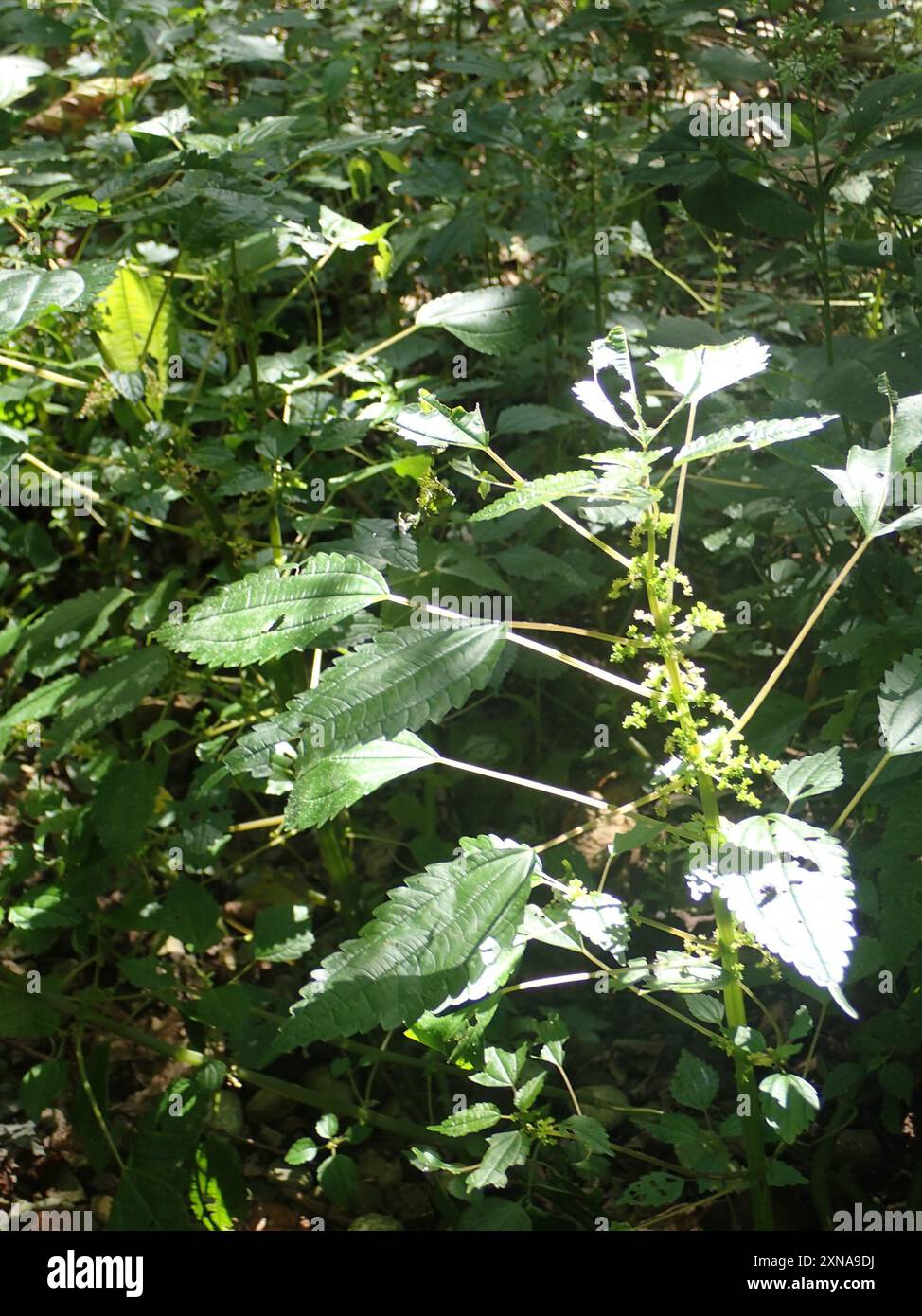 Canada clearweed (Pilea pumila) Plantae Stock Photo - Alamy