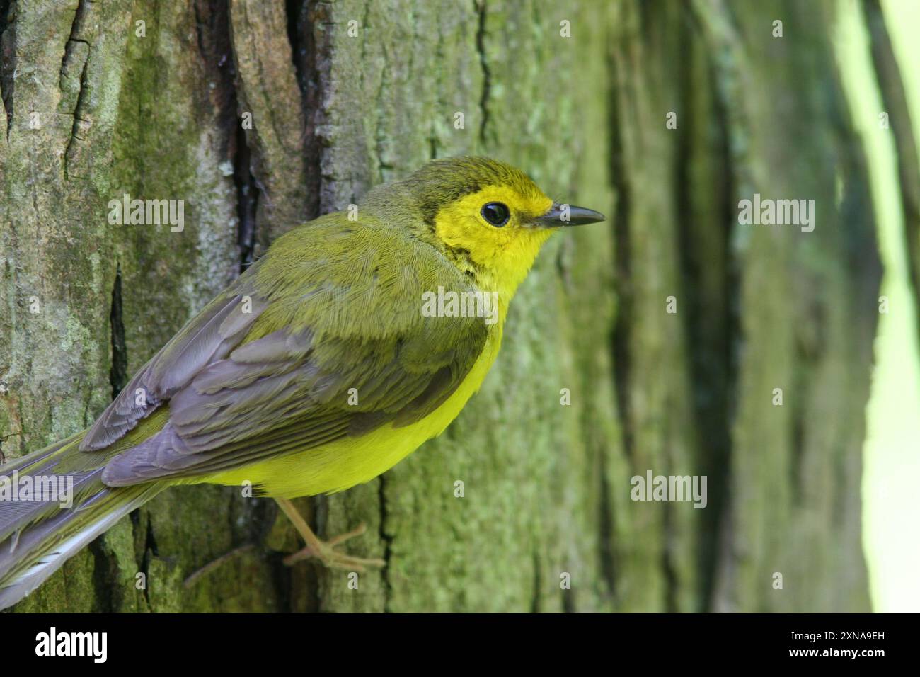 Hooded Warbler (Setophaga citrina) Aves Stock Photo - Alamy