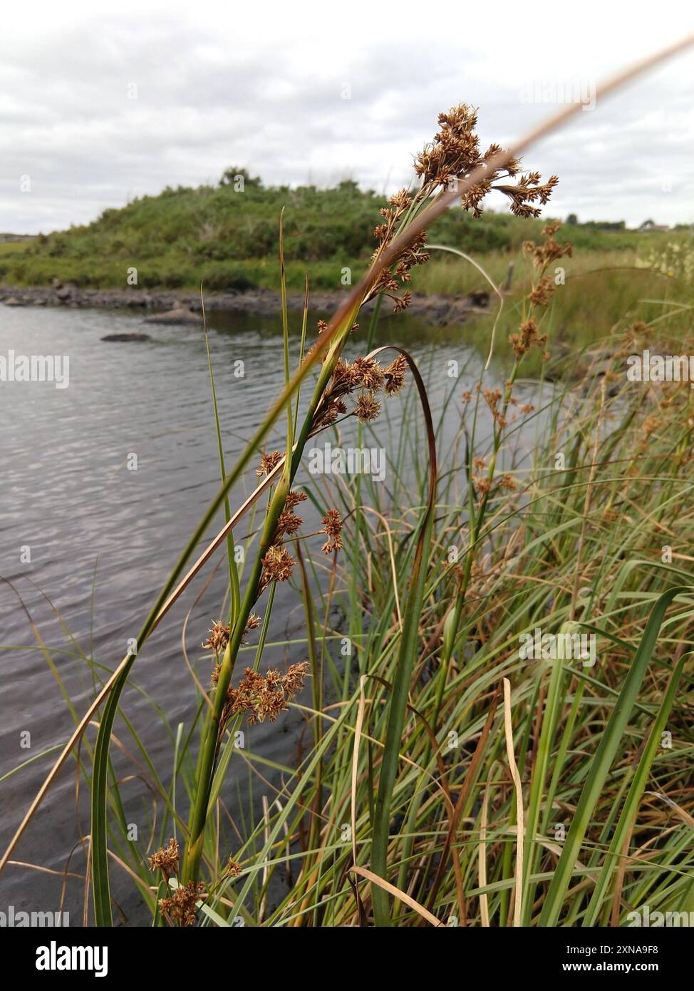 Swamp Sawgrass (Cladium mariscus) Plantae Stock Photo - Alamy