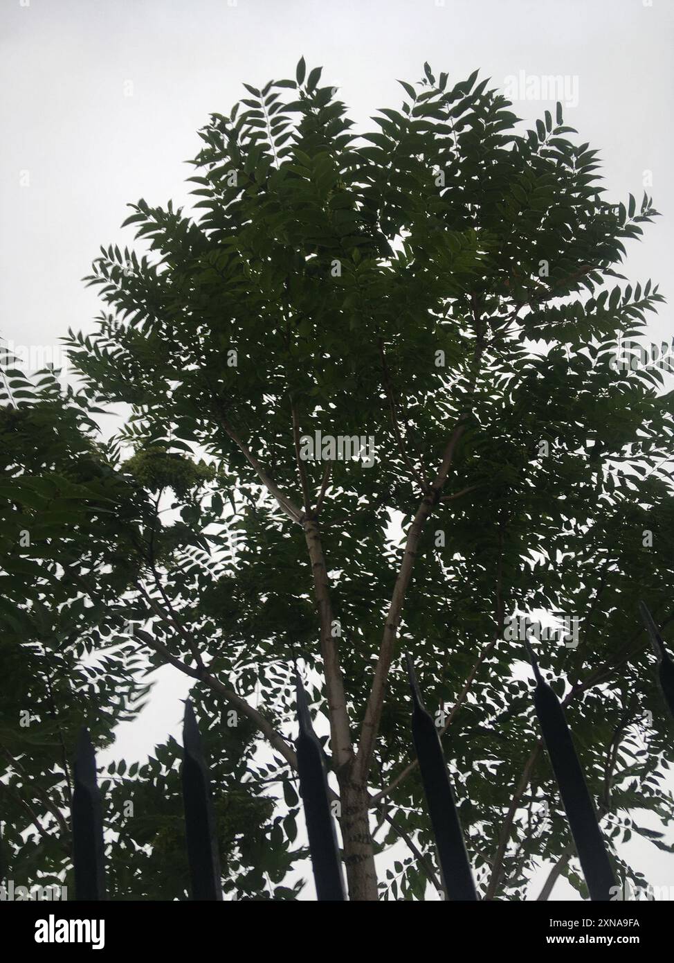 tree-of-heaven (Ailanthus altissima) Plantae Stock Photo - Alamy