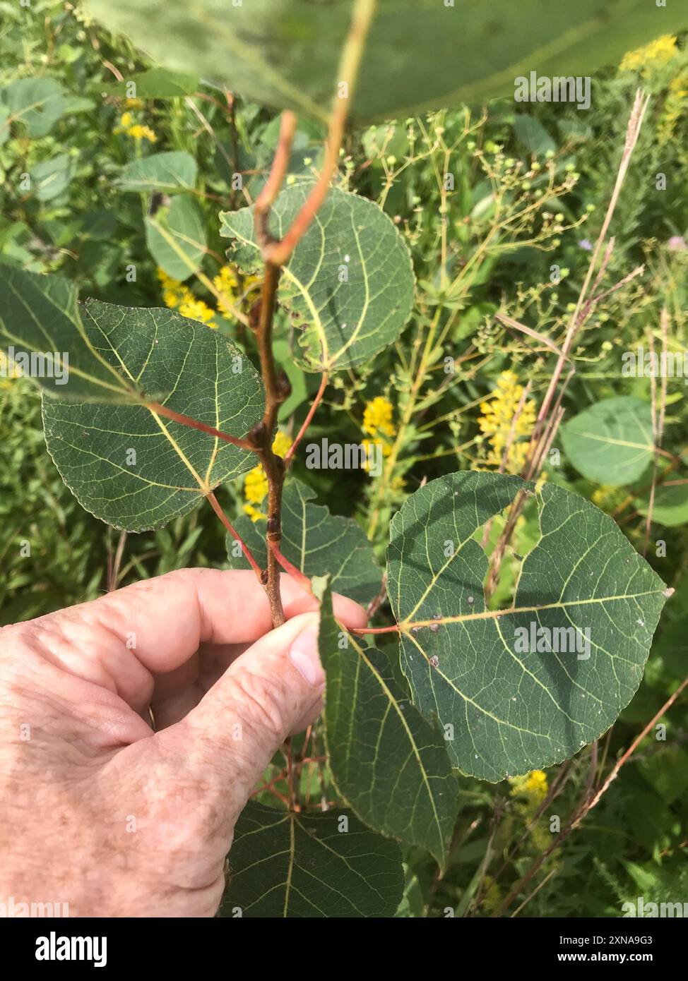 trembling aspen (Populus tremuloides) Plantae Stock Photo - Alamy