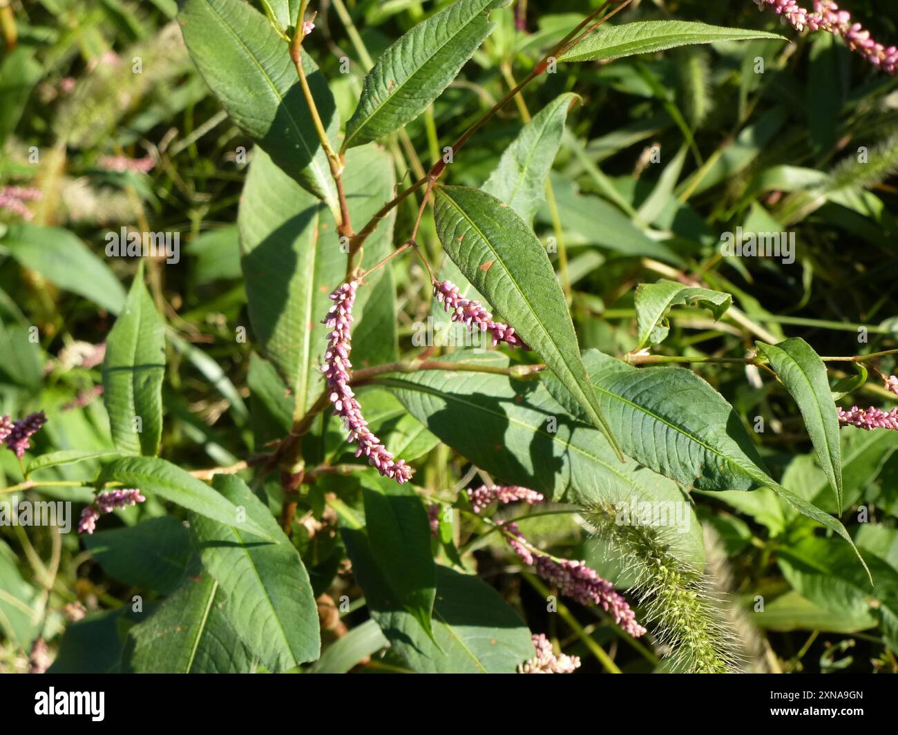 Far Eastern smartweed (Persicaria extremiorientalis) Plantae Stock ...