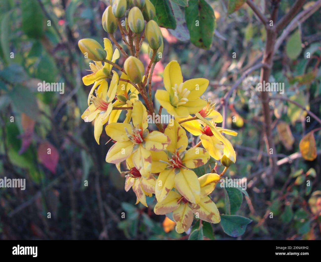 (Galphimia glauca) Plantae Stock Photo - Alamy
