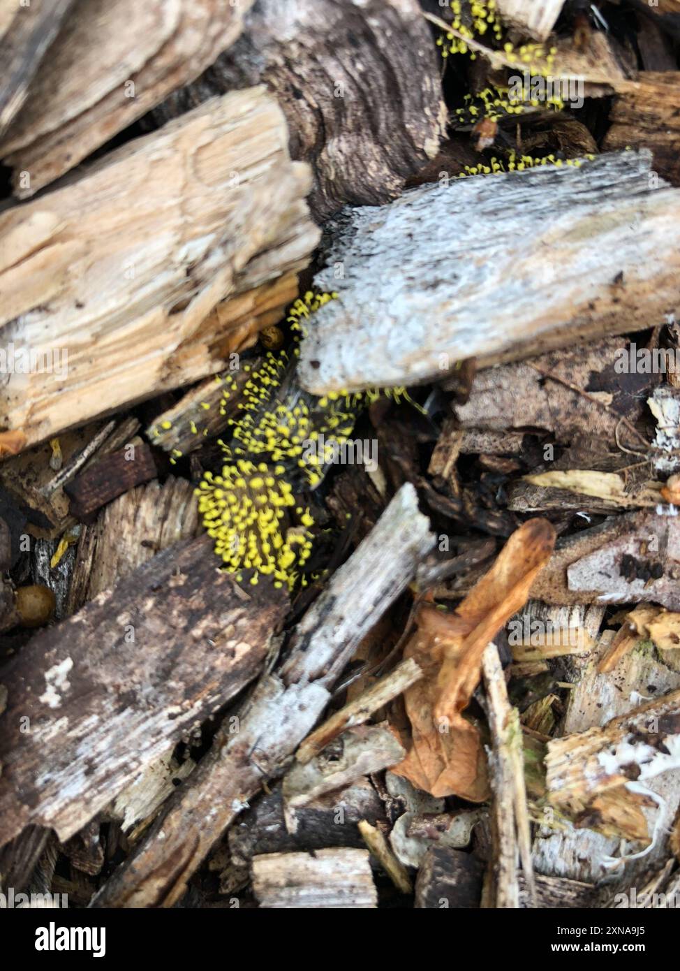 True slime molds hi-res stock photography and images - Alamy