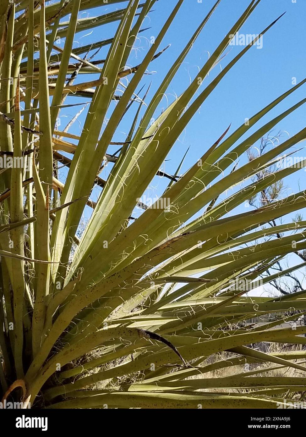 Mojave Yucca (Yucca schidigera) Plantae Stock Photo - Alamy