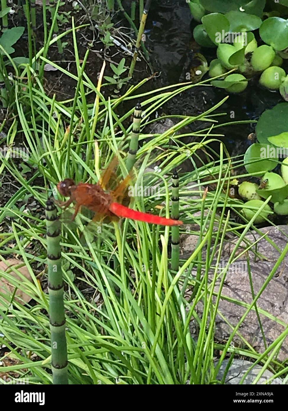 Neon Skimmer (Libellula croceipennis) Insecta Stock Photo - Alamy