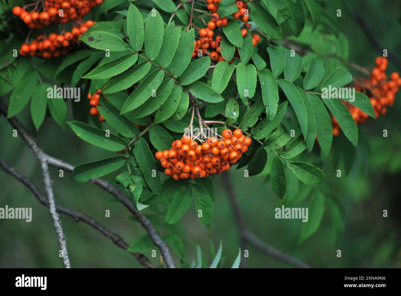 European mountain ash (Sorbus aucuparia) Plantae Stock Photo - Alamy