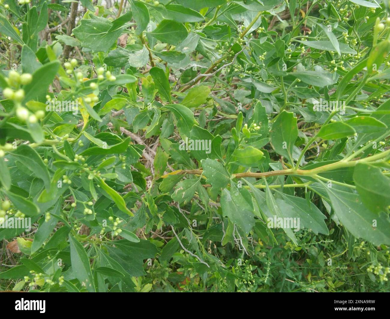 groundsel tree (Baccharis halimifolia) Plantae Stock Photo - Alamy