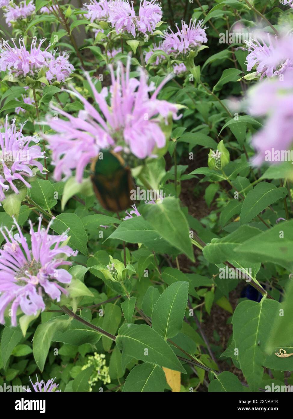 Common Green June Beetle (Cotinis nitida) Insecta Stock Photo - Alamy
