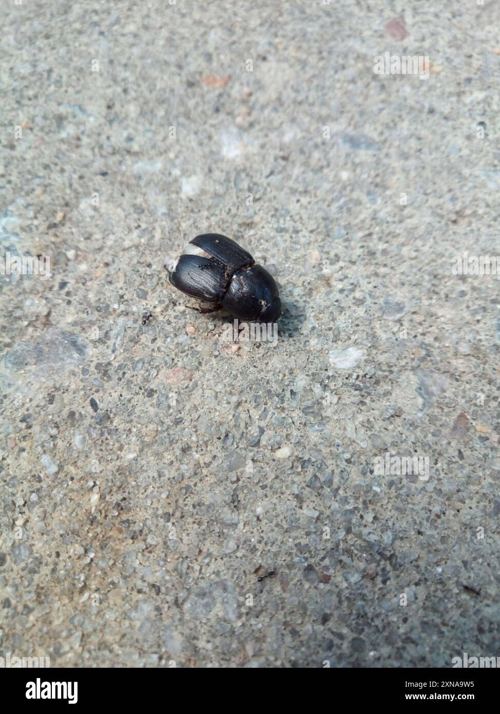 Sugarcane Beetle (Euetheola humilis) Insecta Stock Photo - Alamy