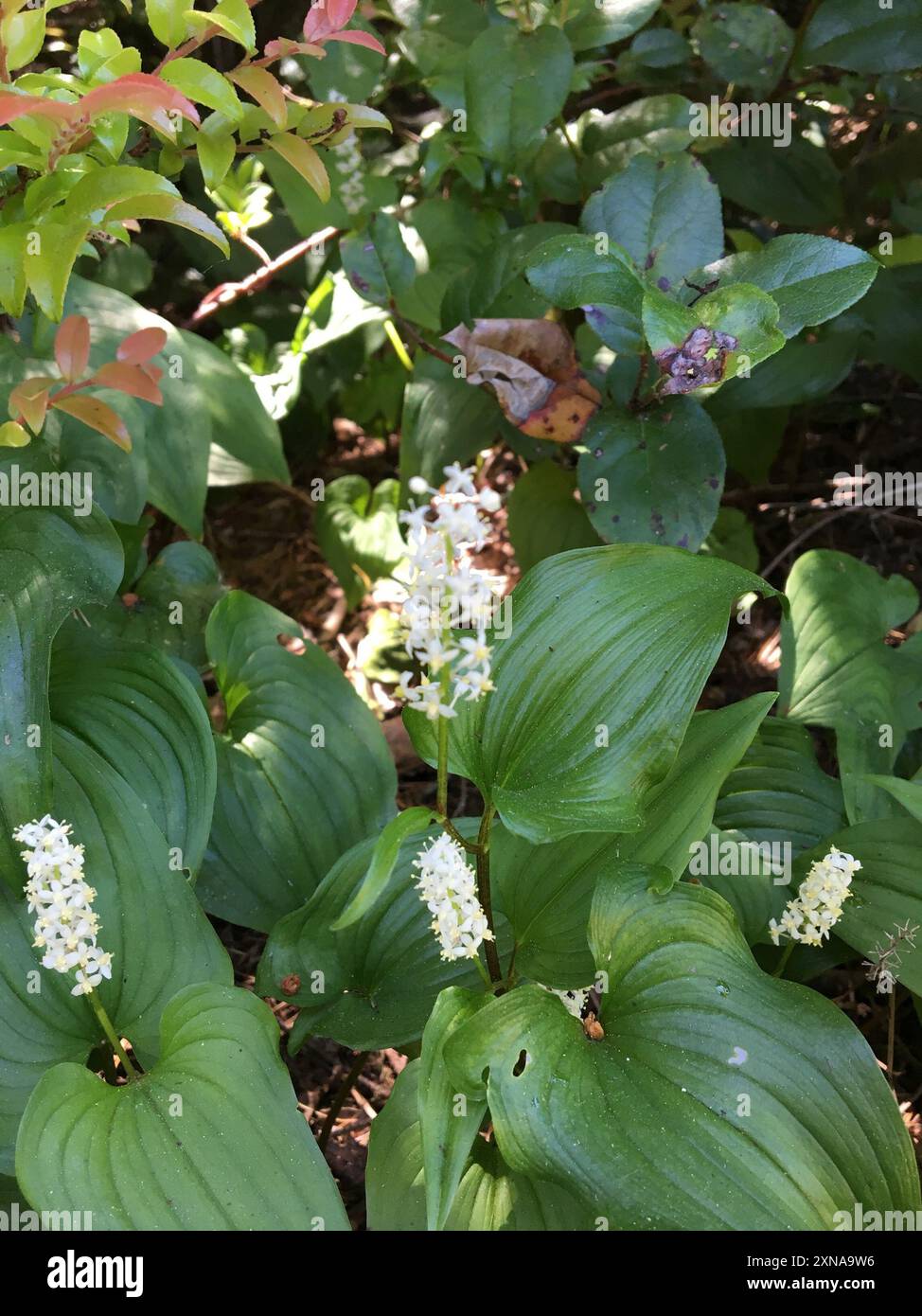 Western Lily of the Valley (Maianthemum dilatatum) Plantae Stock Photo ...