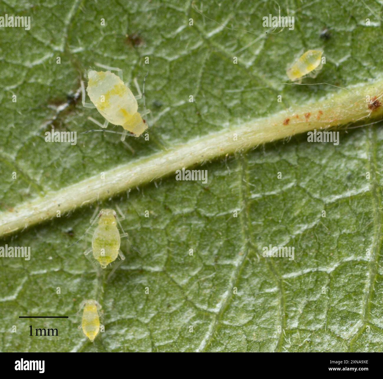 Common Alder Aphid (Pterocallis alni) Insecta Stock Photo - Alamy
