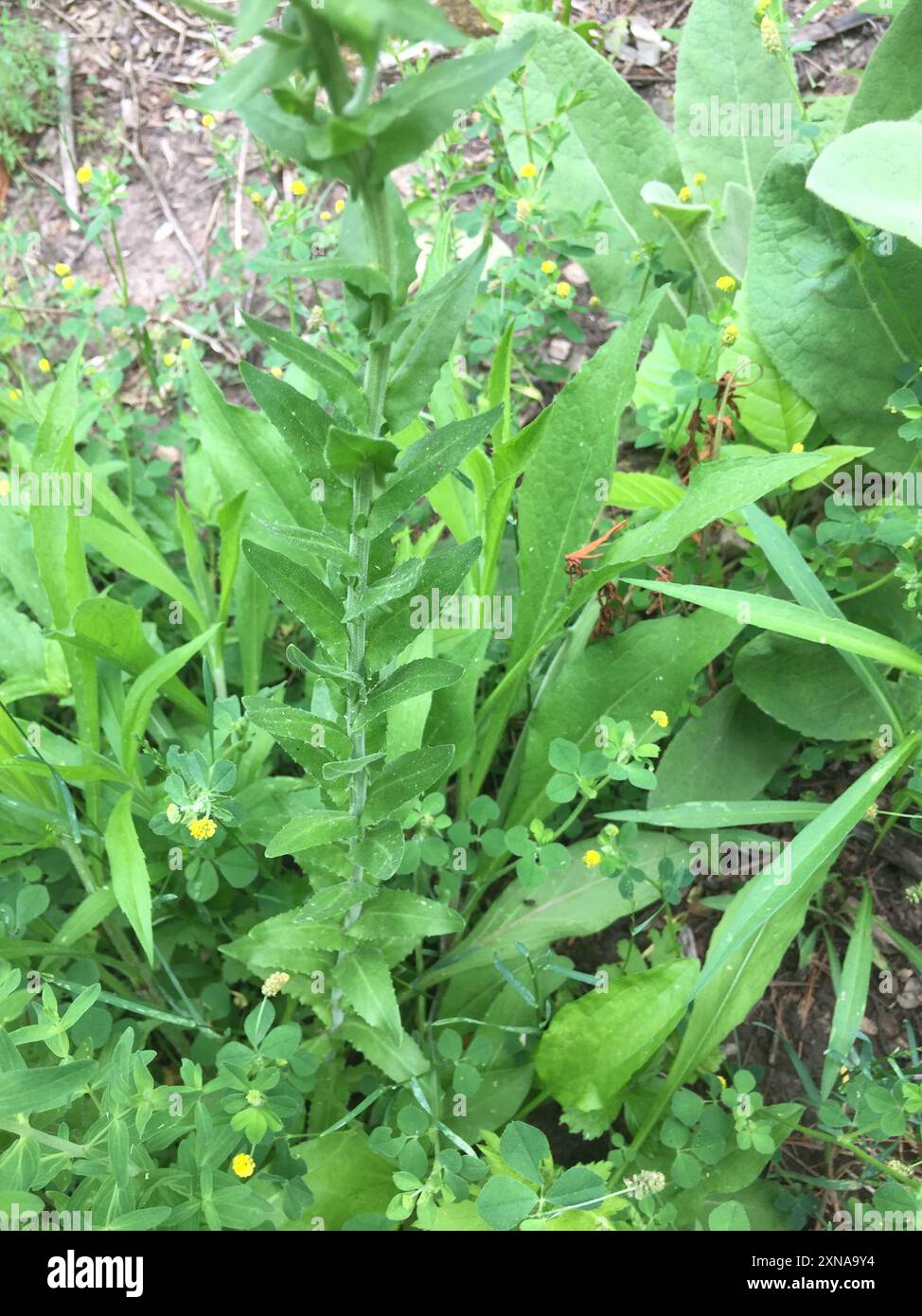 field peppergrass (Lepidium campestre) Plantae Stock Photo - Alamy