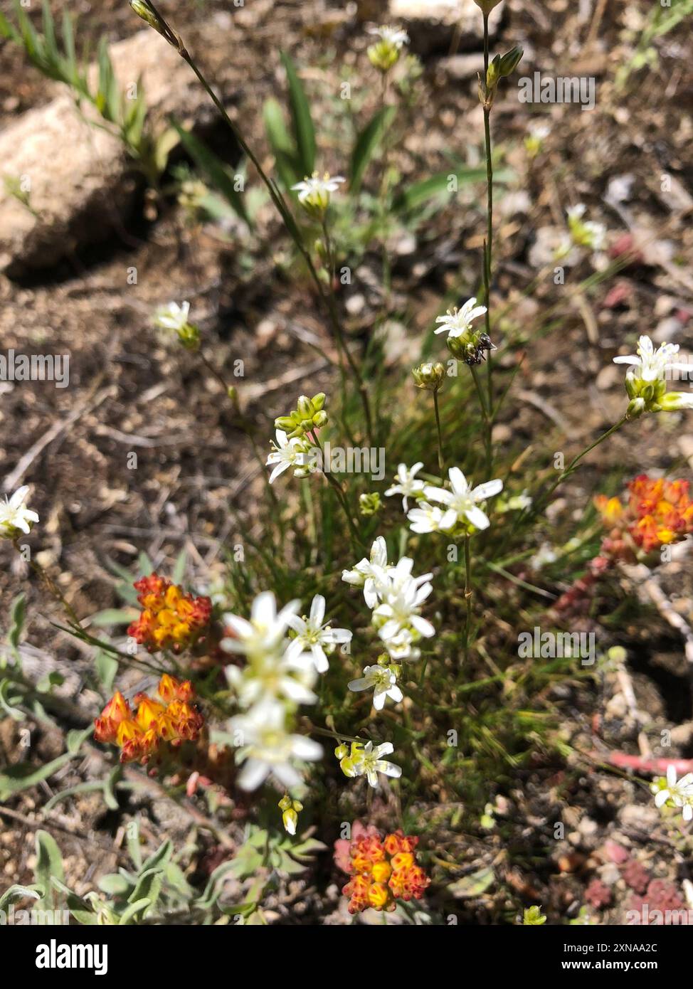 ballhead sandwort (Eremogone congesta) Plantae Stock Photo - Alamy