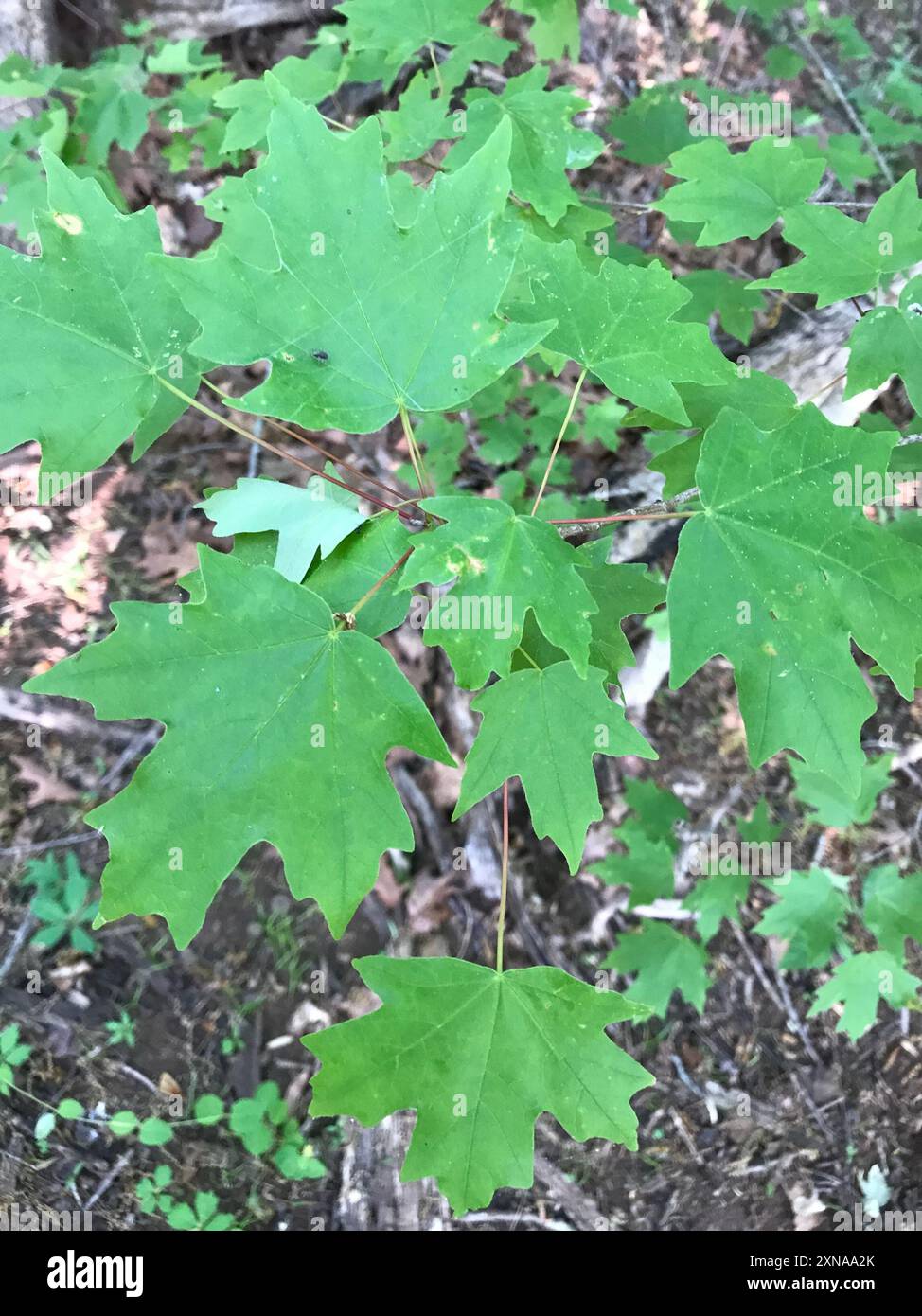 southern sugar maple (Acer floridanum) Plantae Stock Photo - Alamy