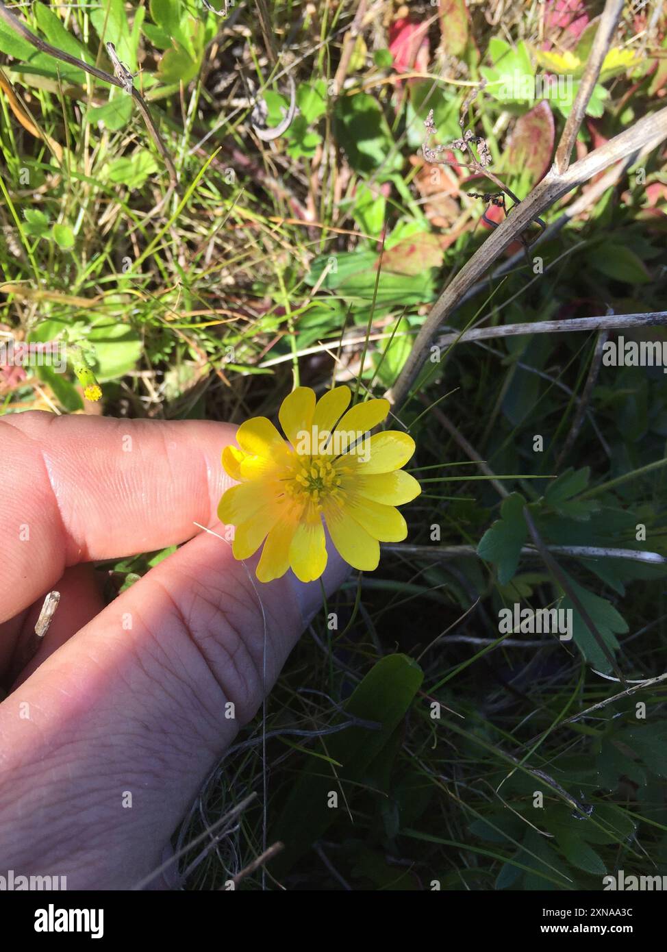 California buttercup (Ranunculus californicus) Plantae Stock Photo - Alamy