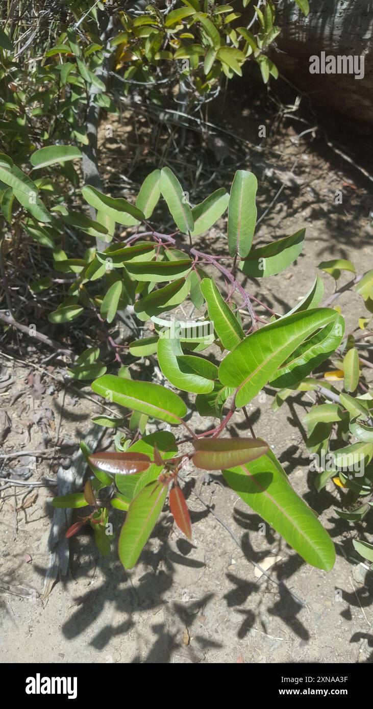 laurel sumac (Malosma laurina) Plantae Stock Photo - Alamy