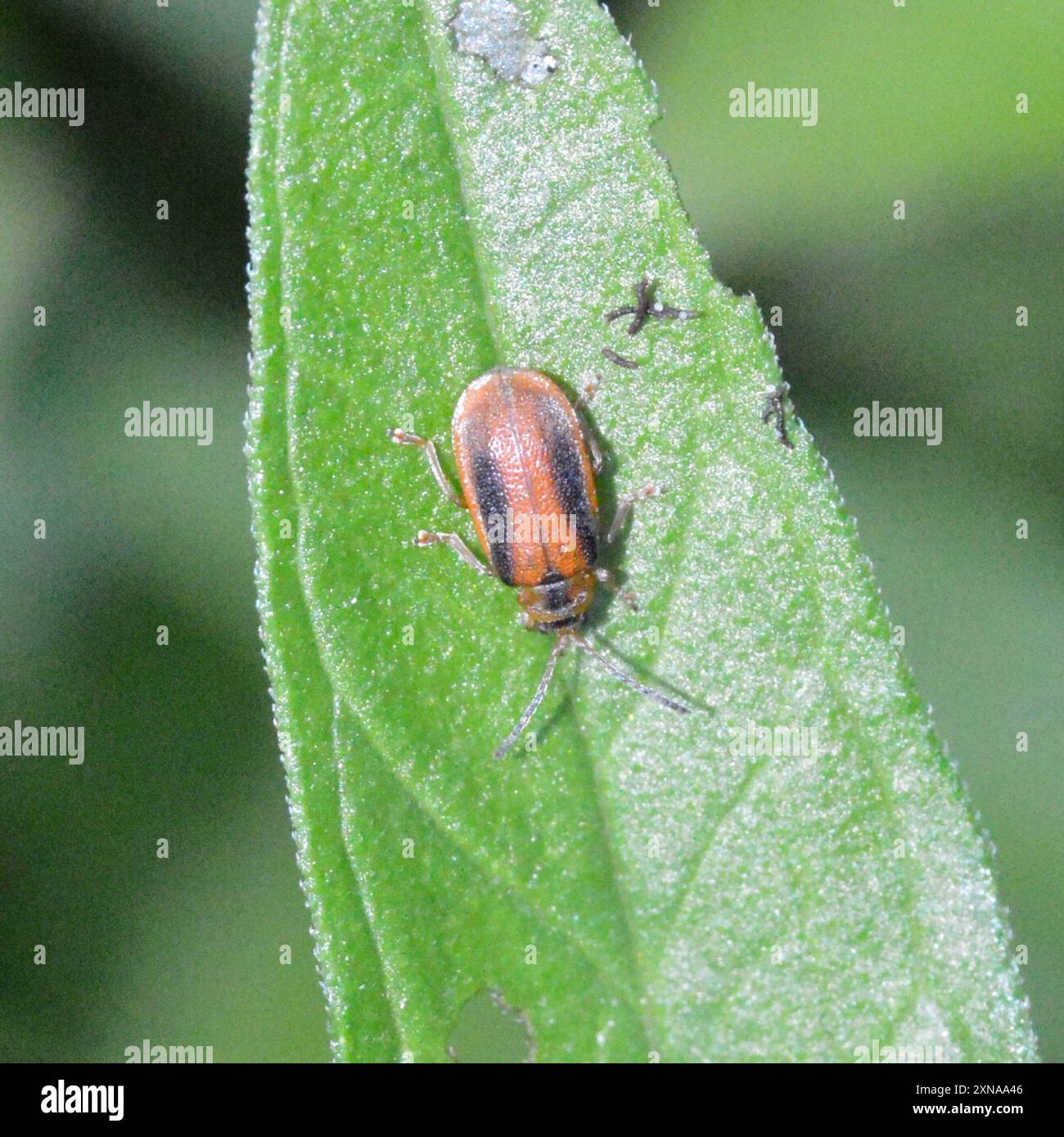 Black-margined Loosestrife Beetle (Galerucella calmariensis) Insecta ...