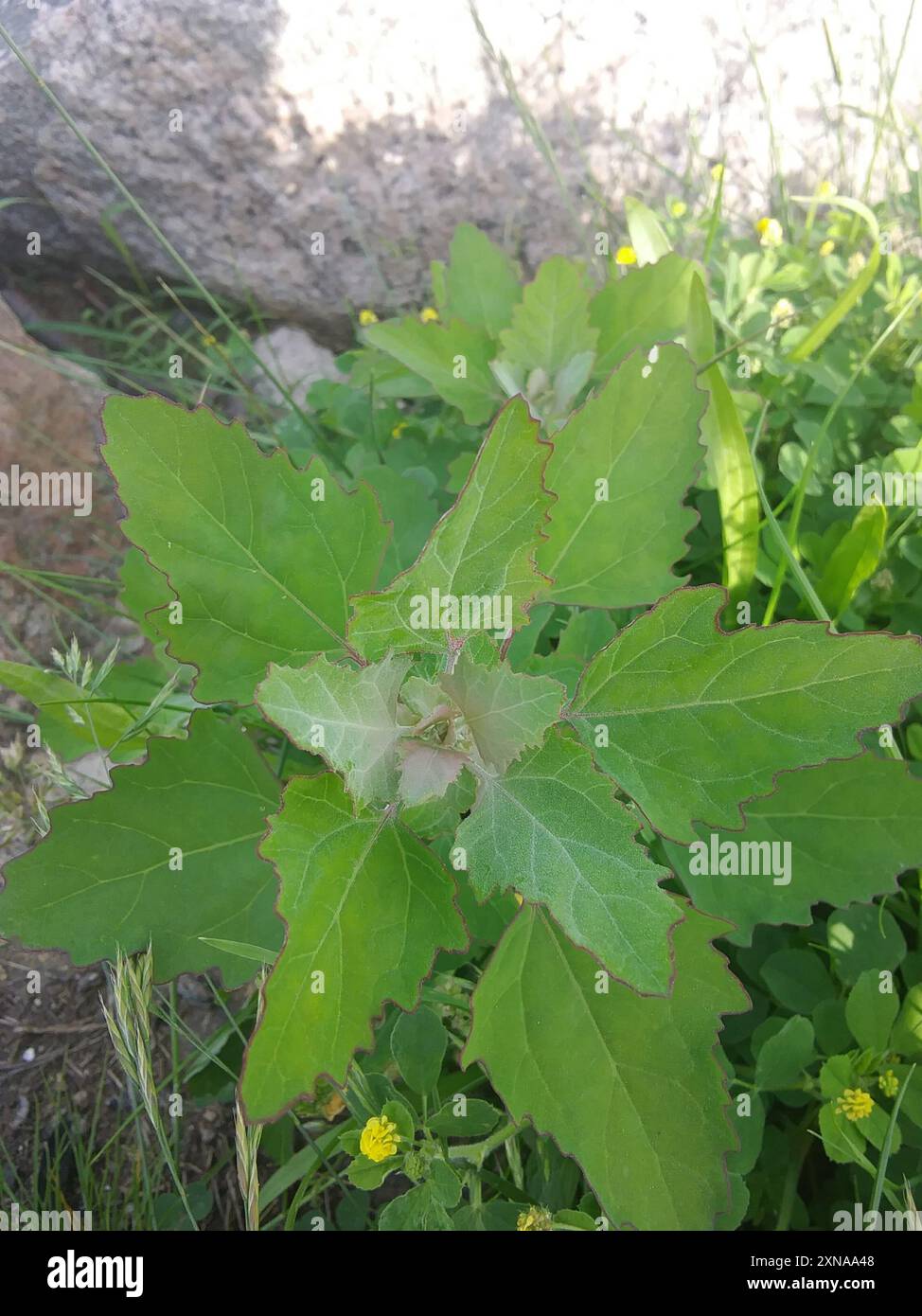 saltbush subfamily (Chenopodioideae) Plantae Stock Photo - Alamy