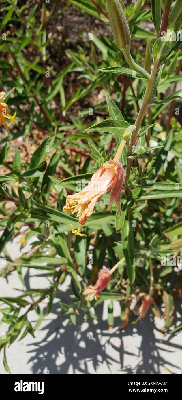 tall evening primrose (Oenothera elata) Plantae Stock Photo - Alamy