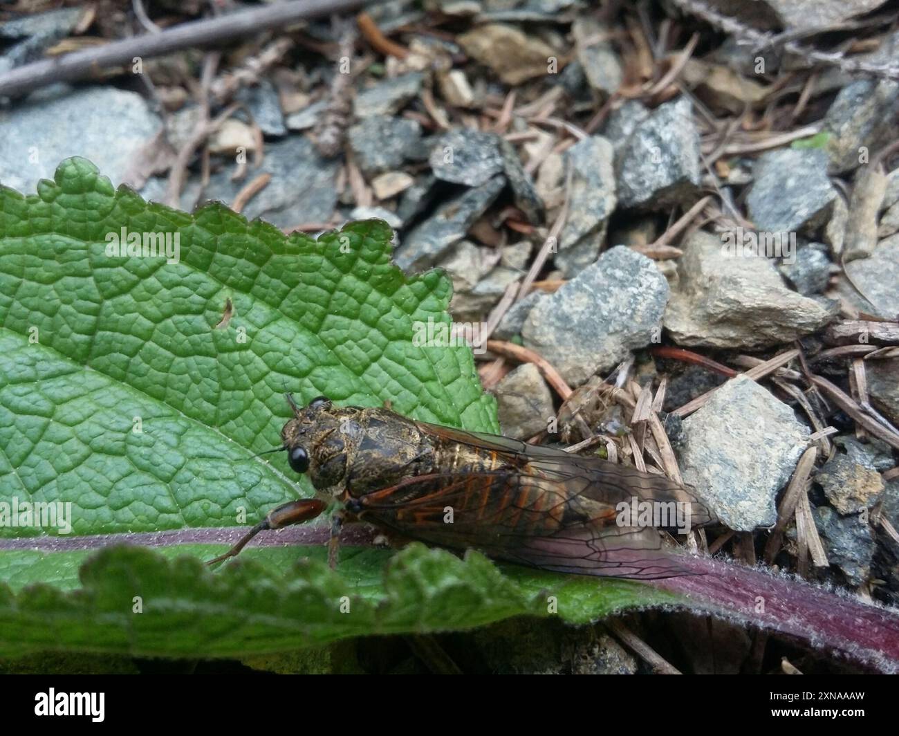 New Forest Cicada (Cicadetta montana) Insecta Stock Photo - Alamy