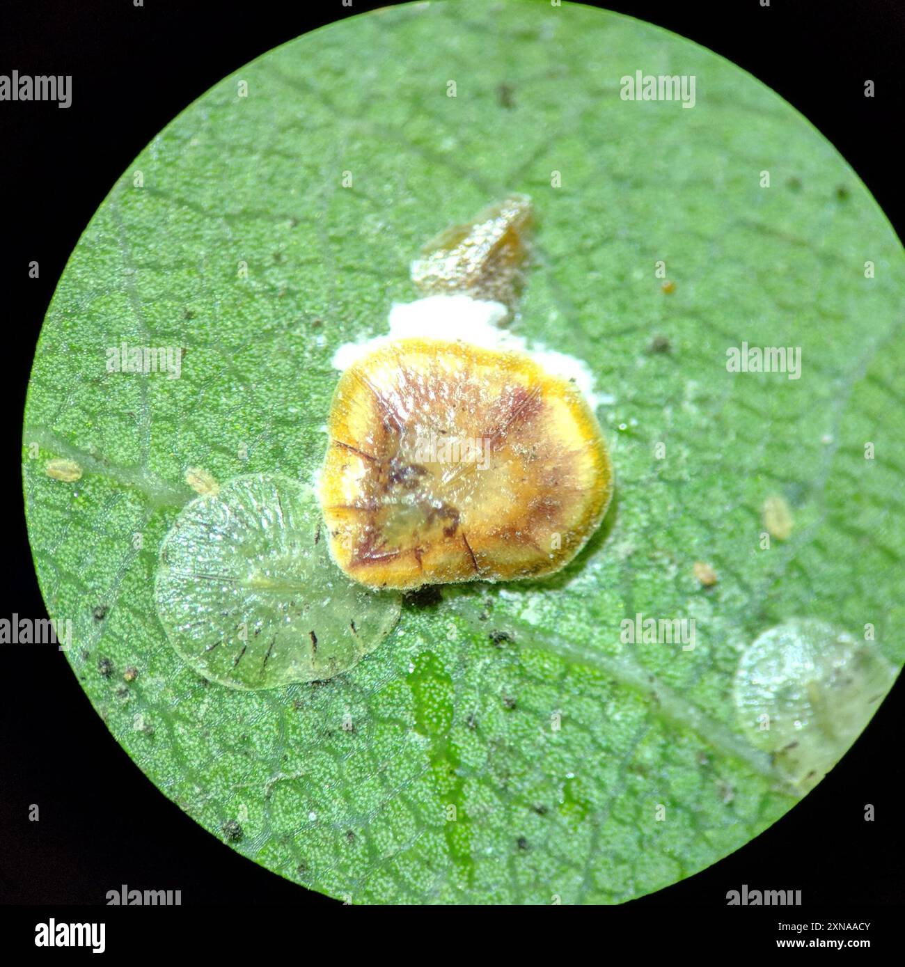 Pyriform Scale (Protopulvinaria pyriformis) Insecta Stock Photo - Alamy