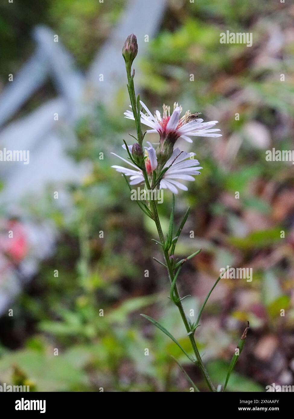 asters and allies (Astereae) Plantae Stock Photo - Alamy