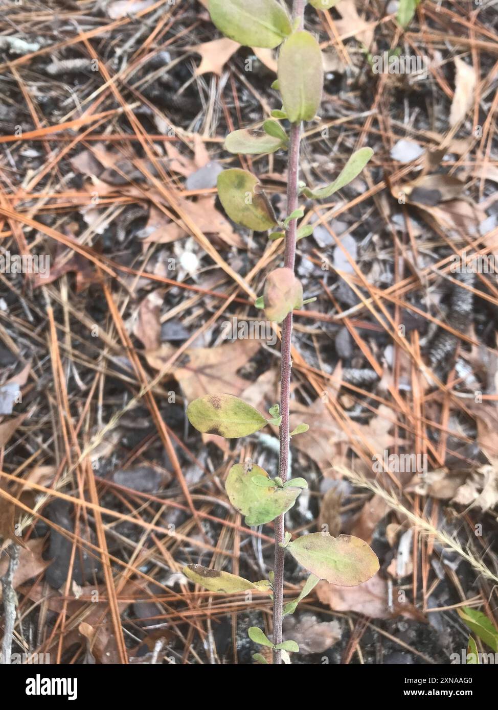 Dixie aster (Sericocarpus tortifolius) Plantae Stock Photo - Alamy