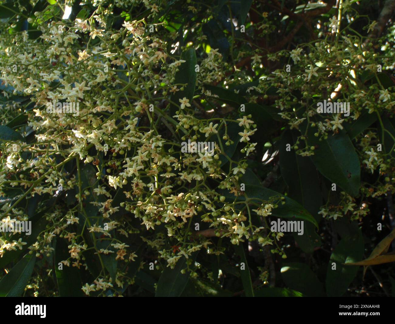 Flindersia hi-res stock photography and images - Alamy