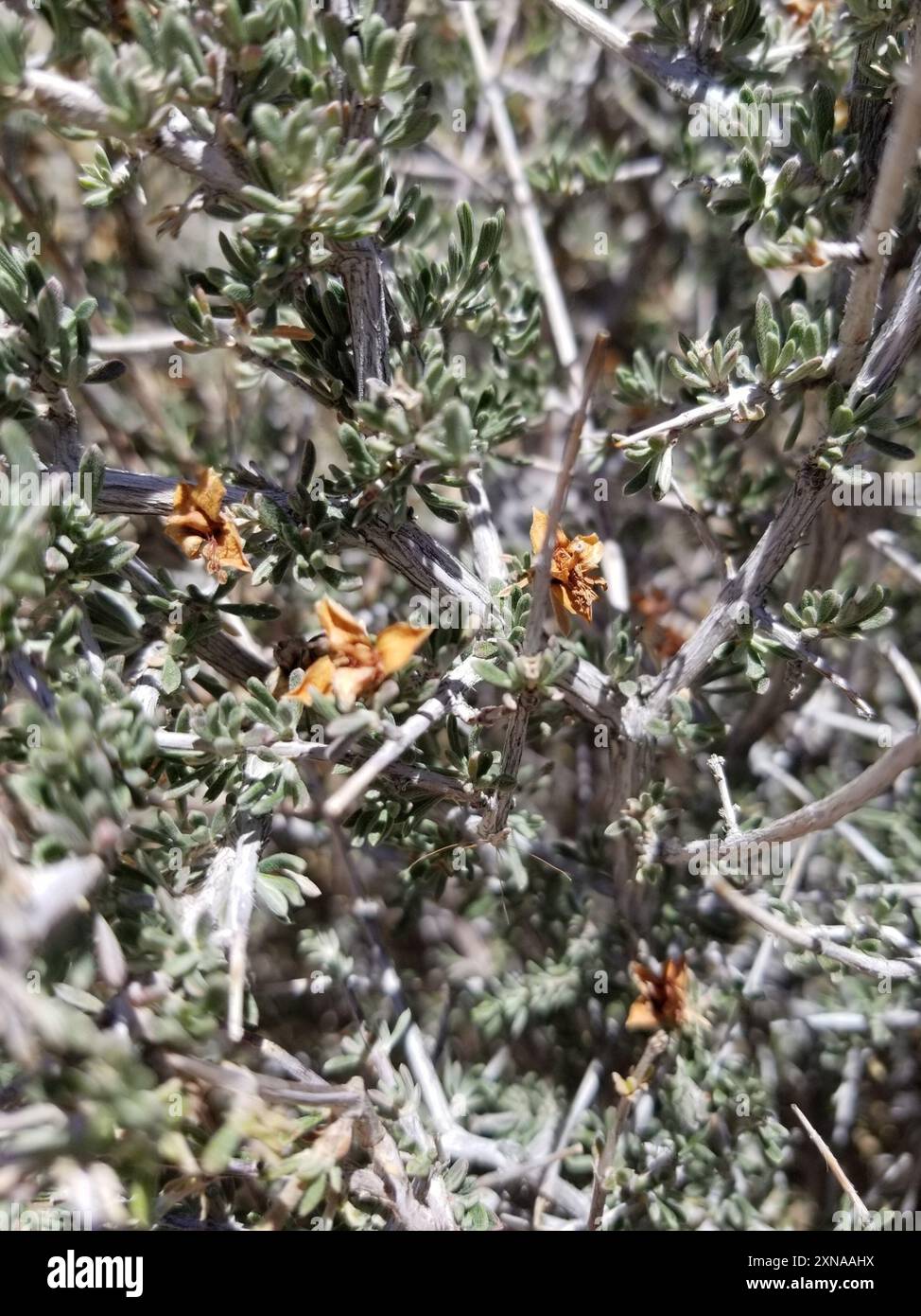 Blackbrush (Coleogyne ramosissima) Plantae Stock Photo - Alamy