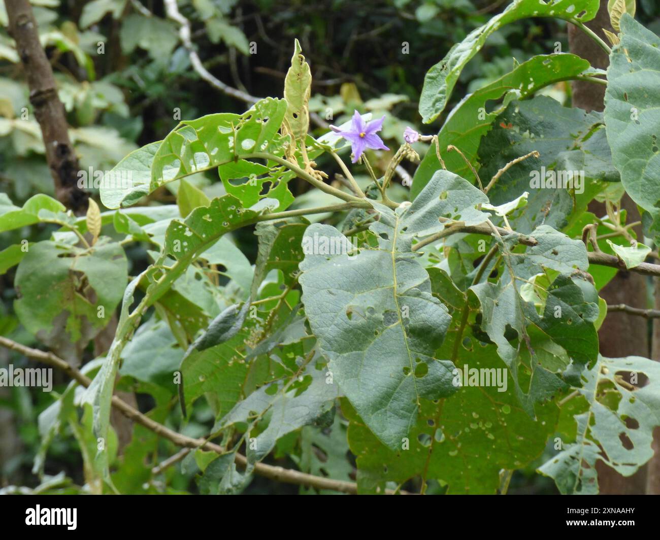 (Solanum sycophanta) Plantae Stock Photo - Alamy