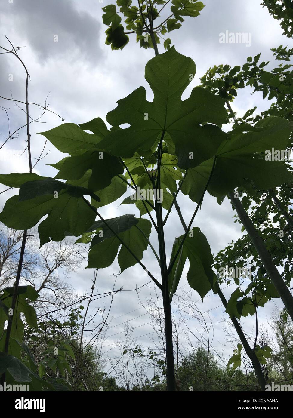 Chinese parasol tree (Firmiana simplex) Plantae Stock Photo - Alamy